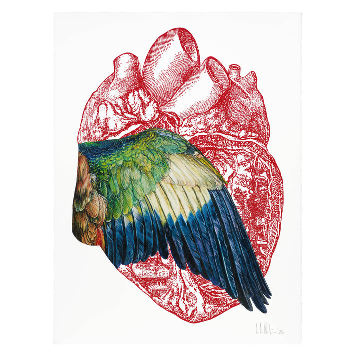 Eric Helvie, Little Heart (Wing of a Blue Roller after Dürer) – Dropshop